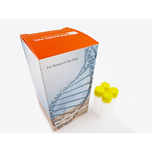 Plasmid DNA Maxi-preps Kit