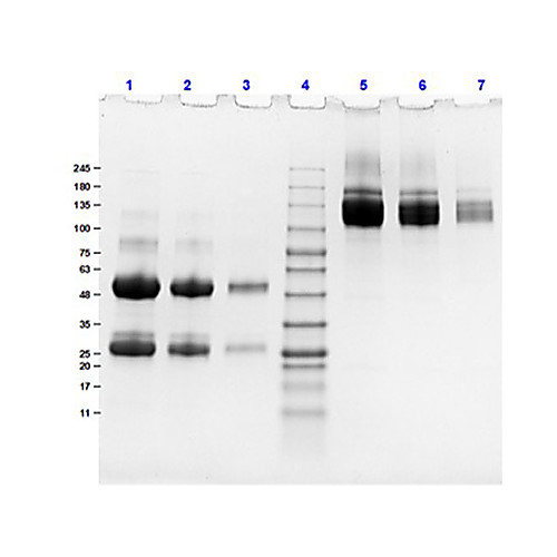 DOG IgG whole molecule, 5mg