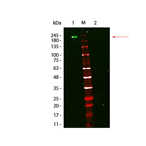 Fluorescent TrueBlot®: Anti-Mouse Ig DyLight™ 800, 100µL, Lyophilized