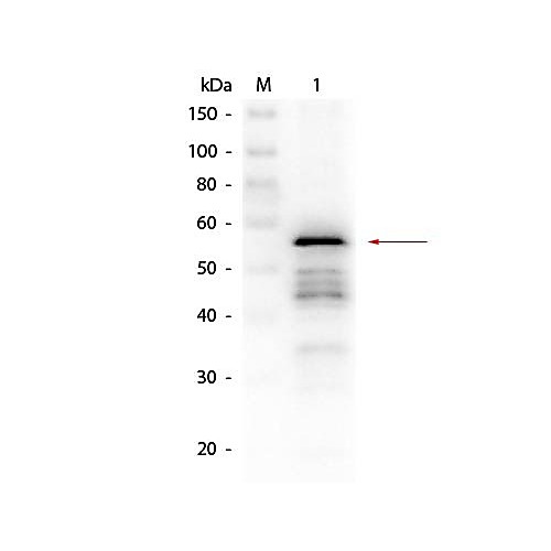 Anti-ALDEHYDE DEHYDROGENASE (Yeast) (RABBIT) Antibody, 2mL, Lyophilized