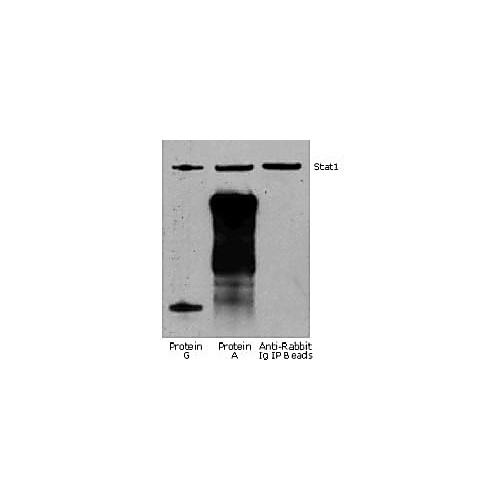Fluorescent TrueBlot®: Anti-Rabbit IgG DyLight™ 680, 100µL, Lyophilized
