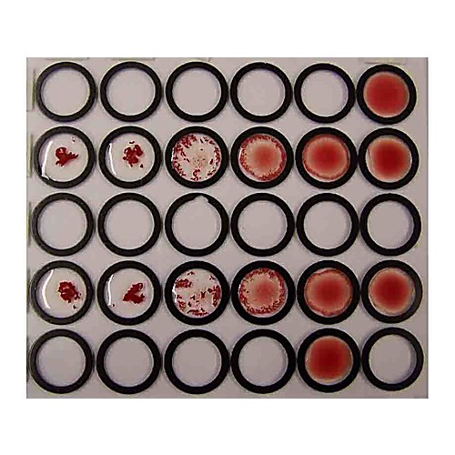 Anti-HUMAN Red Blood Cell (RBC) (RABBIT) Antibody, 2mL, Lyophilized