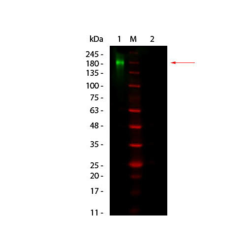 Fluorescent TrueBlot®: Anti-Rabbit IgG DyLight™ 800, 100µL, Lyophilized