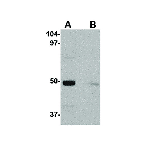 IL-34 Antibody internal 100µg