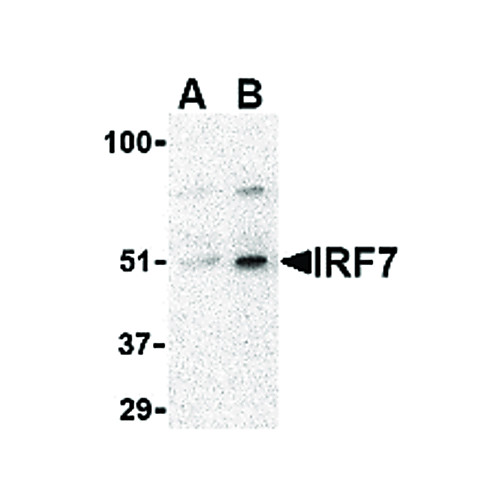 IRF7 Antibody internal 100µg