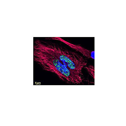 Anti-CHICKEN IgG (H&L) (GOAT) Antibody DyLight™ 488 Conjugated (Min X ...