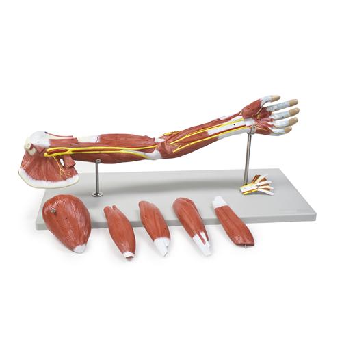 Muscles of the Human Arm Model