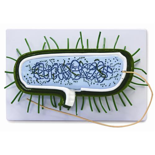 Prokaryotic Cell Model