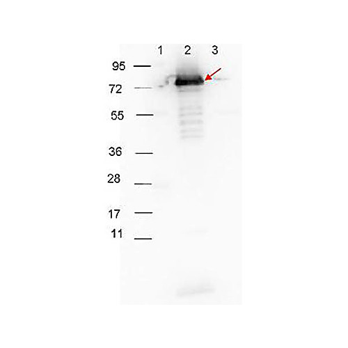Anti-RABBIT IgG (H&L) (GOAT) Antibody Peroxidase Conjugated (Min X Bv ...