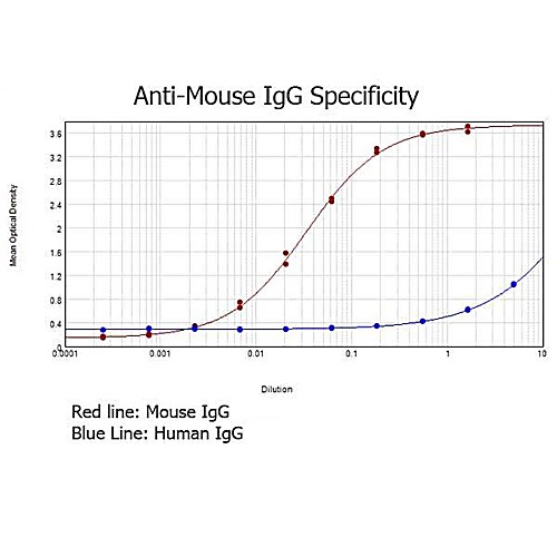 Anti-MOUSE IgG (H&L) (RABBIT) Antibody (Min X Human Serum Proteins ...