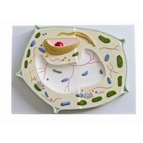 Plant Cell Model
