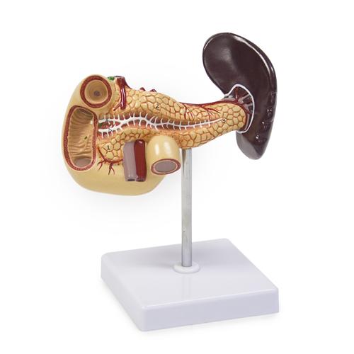 Pancreas, Duodenum and Spleen Model
