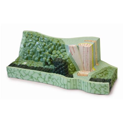 Leaf Structure Model