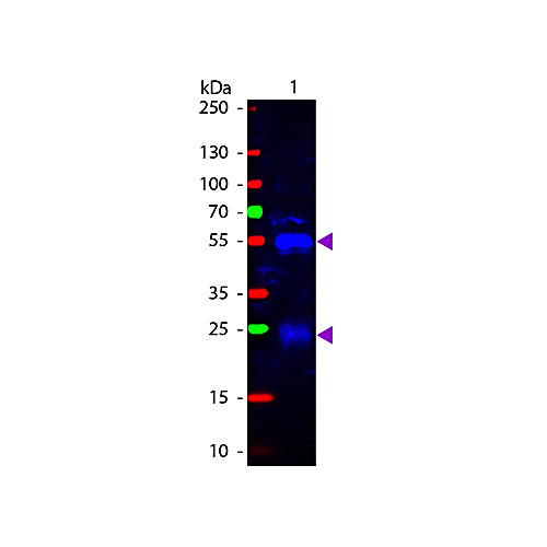 Anti-RABBIT IgG (H&L) (GOAT) Antibody Fluorescein Conjugated (Min X ...