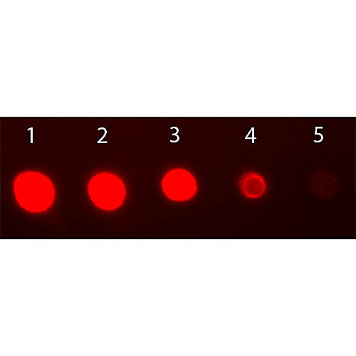 F(ab')2 Anti-RABBIT IgG F(ab')2 (GOAT) Antibody Fluorescein Conjugated ...