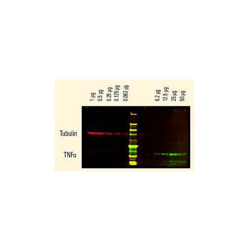 Anti-HUMAN IgG (H&L) (RABBIT) Antibody DyLight™ 800 Conjugated