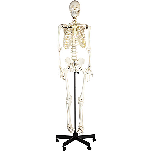 Human Skeleton Model, 62"H, Rod Mount