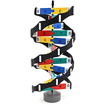 DNA Model Kit, 18"H