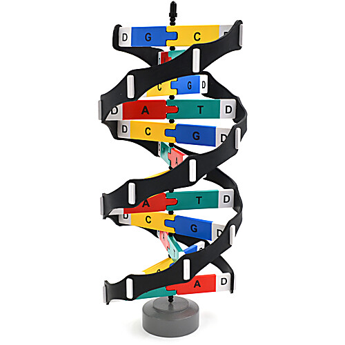 DNA Model Kit, 18"H