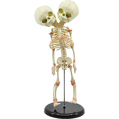 Two-Headed Miniature Fetus Skeleton Model