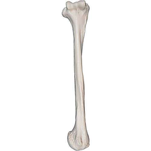 Humerus Bone Model