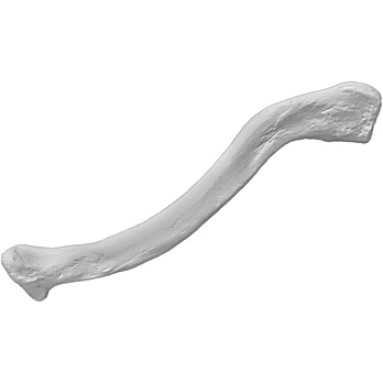 Clavicle Bone Model