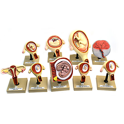 Fetal Development Model Set
