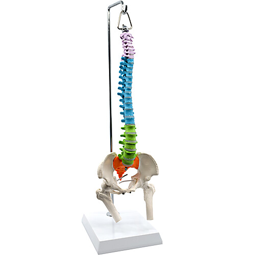 Half Size Didactic Spinal Column with Pelvis Model