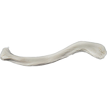 Clavicle Bone Model