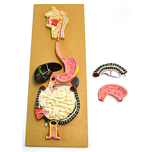 Human Digestive System Model