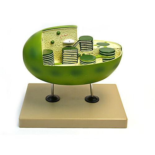 Chloroplast Model