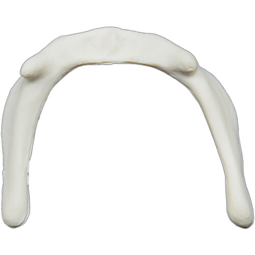 Hyoid Bone Model