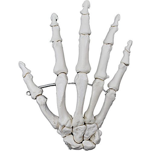 Articulated Skeletal Hand Model
