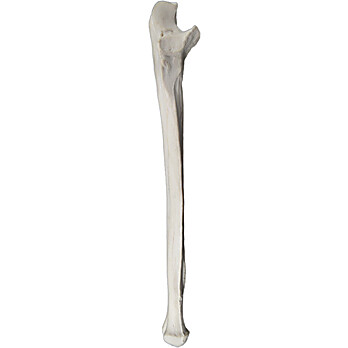 Ulna Bone Model