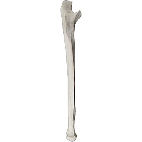 Ulna Bone Model