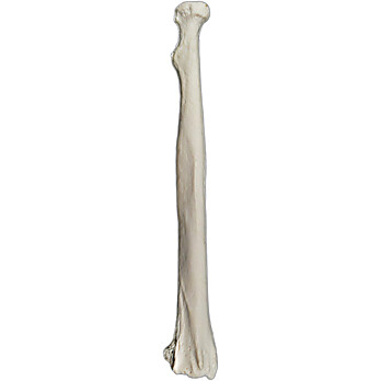 Radius Bone Model
