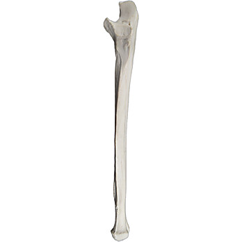 Ulna Bone Model