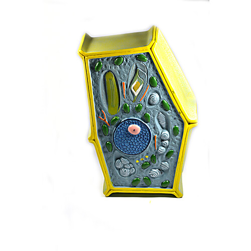 Plant Cell Model