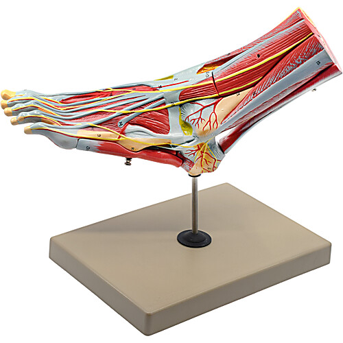Human Foot & Ankle Model