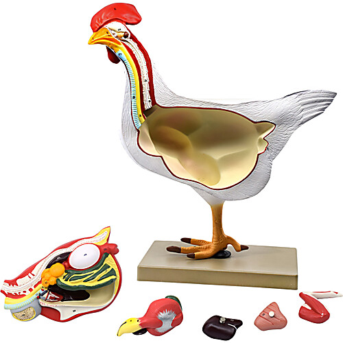 Chicken (Hen) Anatomy Model