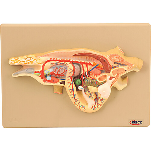 Lizard Dissection Model