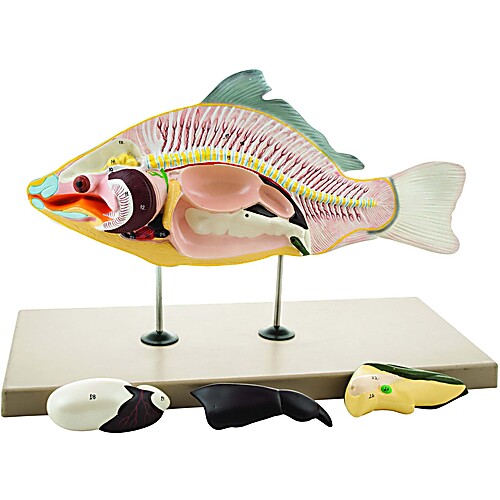 Carp (Fish) Model