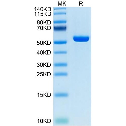 Human HLA-A*02:01&B2M&P53 R175H (HMTEVVRHC) Monomer Protein (MHC-HM415)