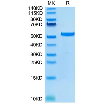 Human HLA-G&B2M&Peptide (RIIPRHLQL) Monomer Protein (HLG-HM41C)