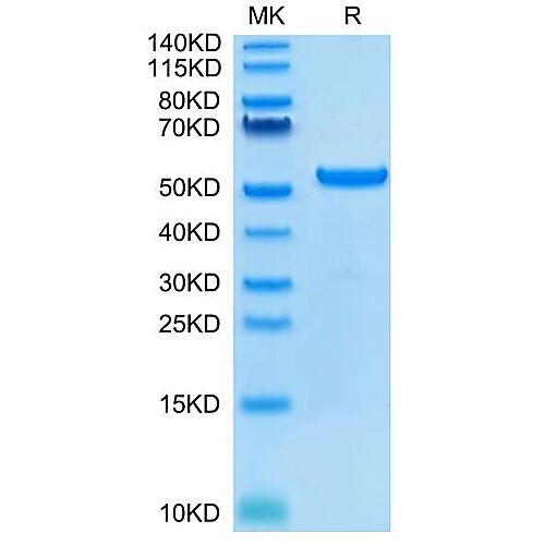 Human HLA-G&B2M&Peptide (RIIPRHLQL) Monomer Protein (HLG-HM41C)