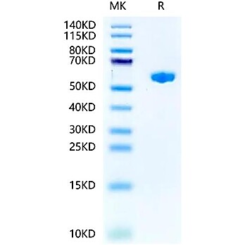 Mouse H-2K (b) &B2M&OVA (SIINFEKL) Monomer Protein (MHC-MM453)