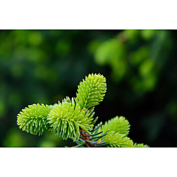 Plant/Fungi Total RNA Purification Kits