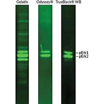 TrueBlack® WB Blocking Buffer Kit