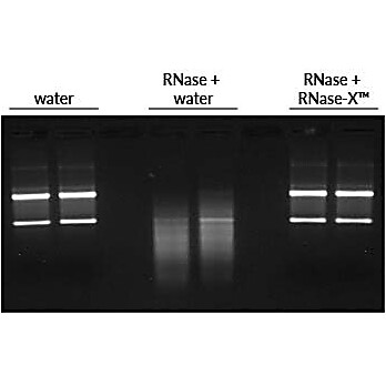 RNase-X Decontamination Solution