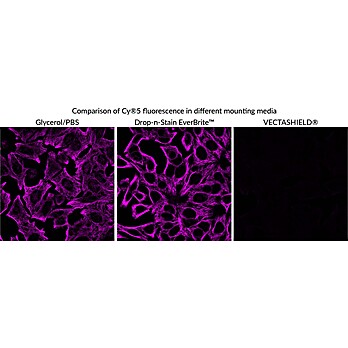 Drop-n-Stain EverBrite™ Mounting Medium with DAPI